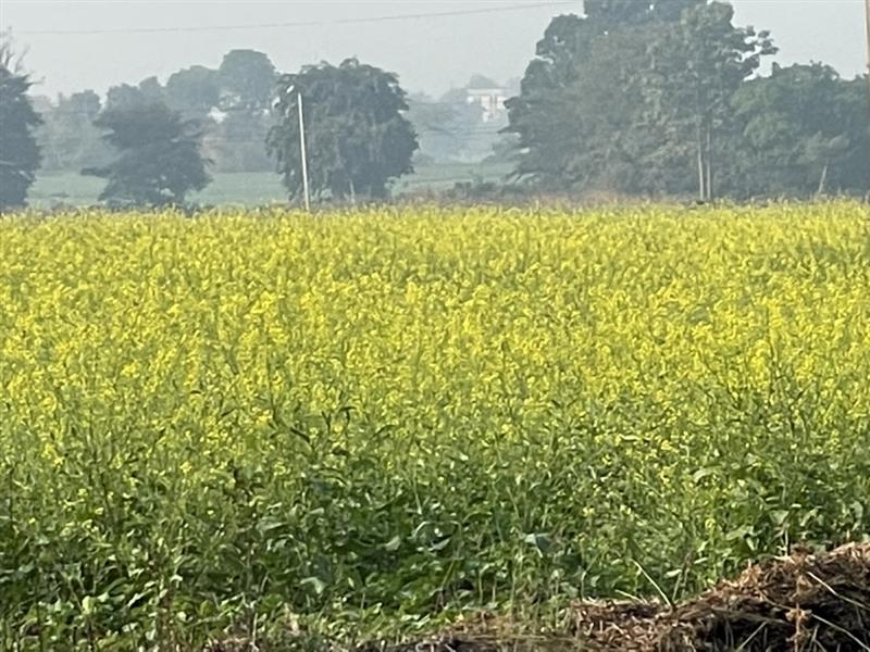 Rosad Village, Madhya Pradesh - Heart of India